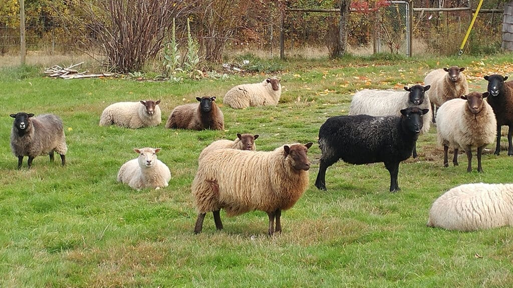 Guthrie Farm | Vancouver Island Fibreshed